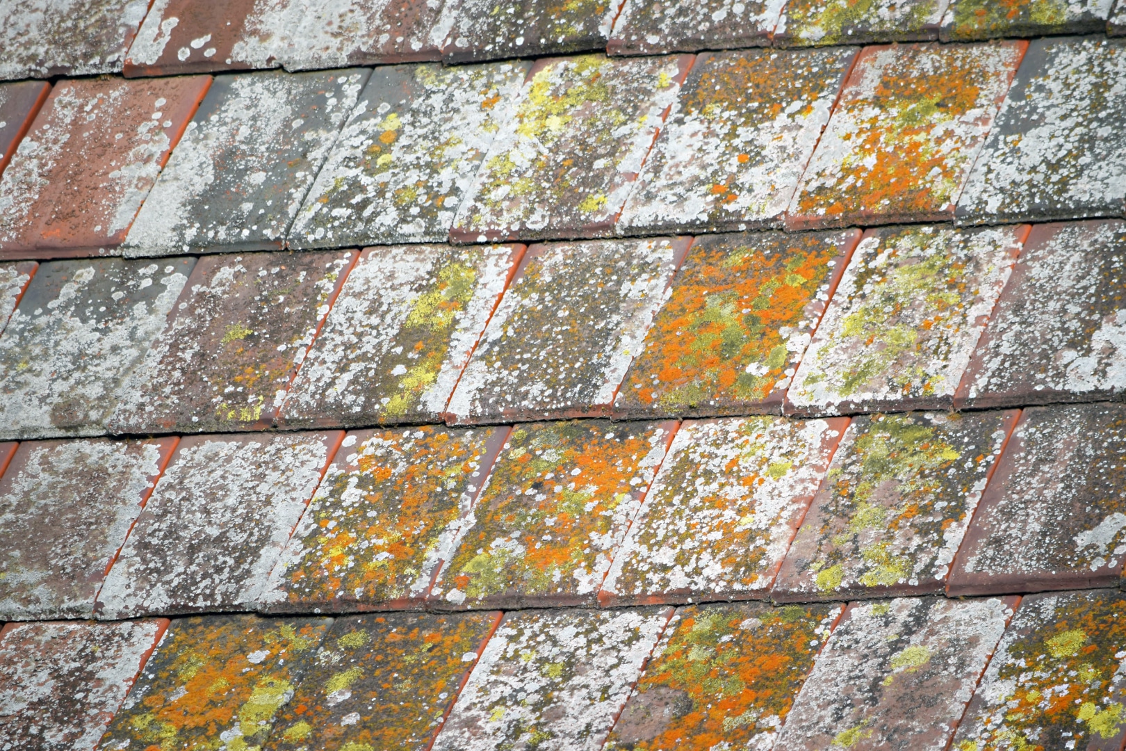 Recognize Roof Algae: Signs, Cause and ‘Affect,’ and Prevention ...